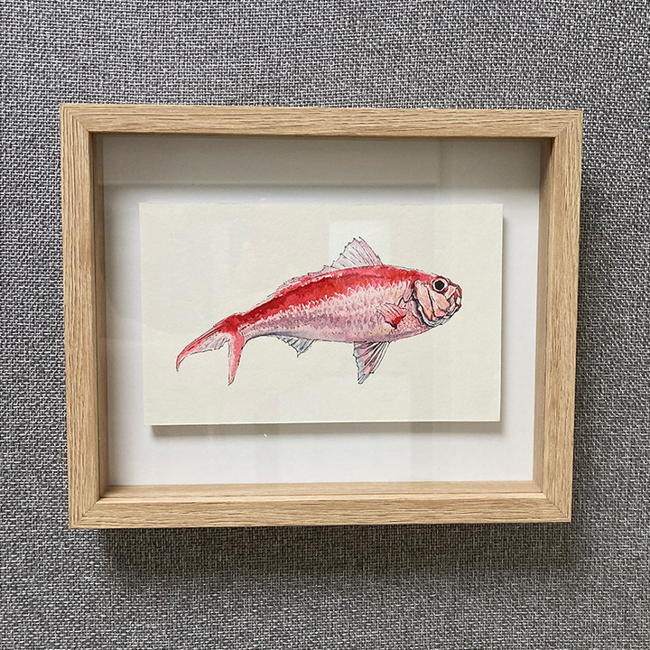 'Queen snapper' painting (원도) | 아이디어스