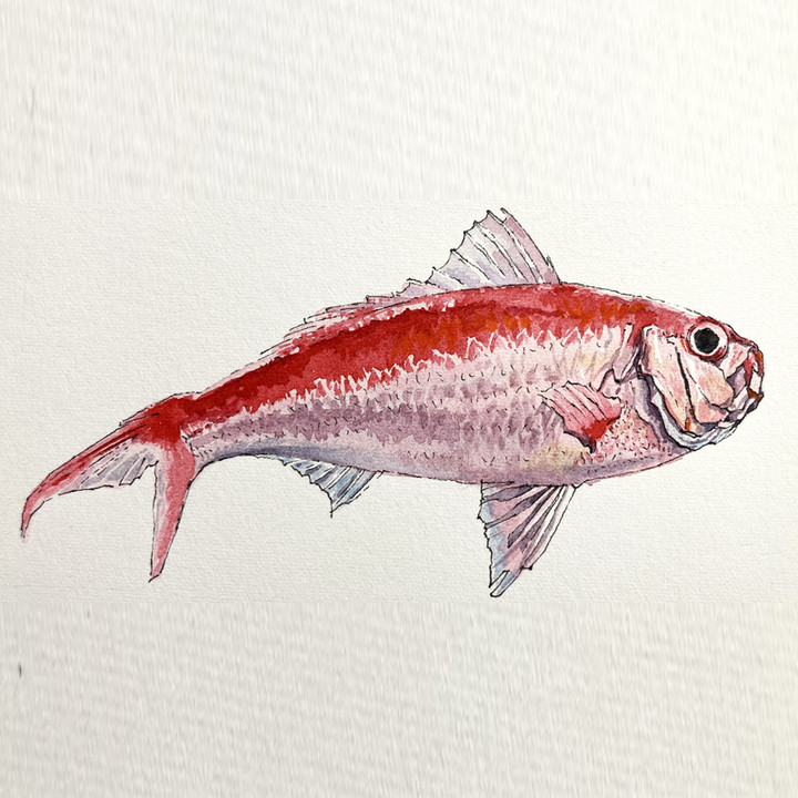 'Queen snapper' painting (원도) | 아이디어스