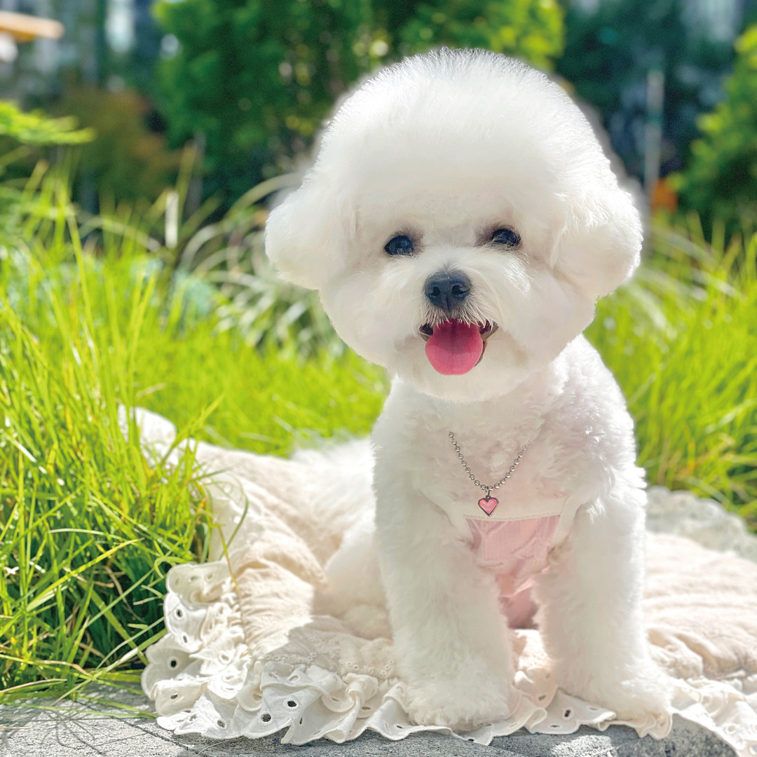 Shining Heart Pet Necklace | idus