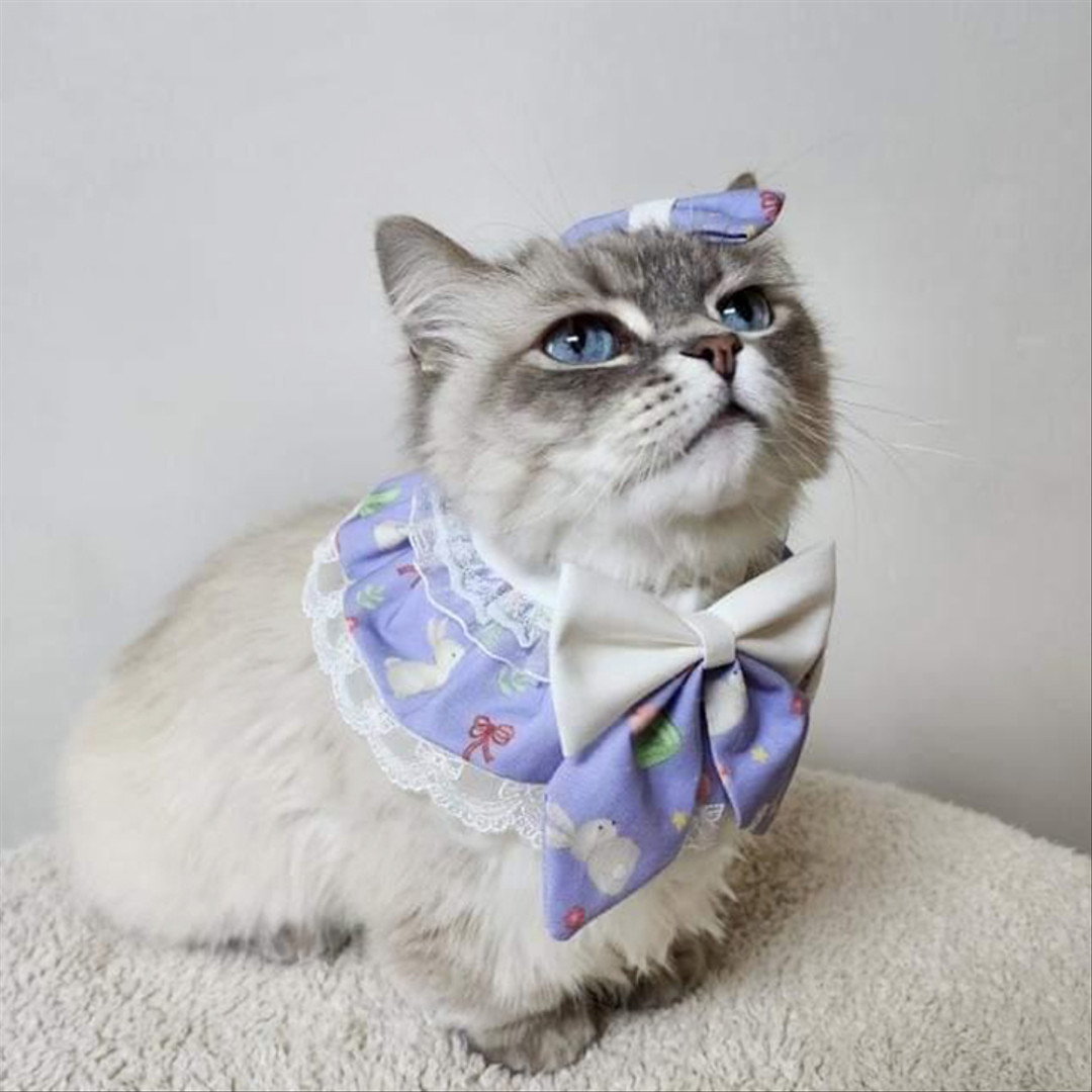 (S~3XL) Rabbit Scarf/dog cat | idus