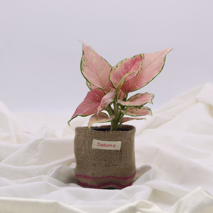 [Dadum:e]숨쉬는 화분_450ml | 아이디어스