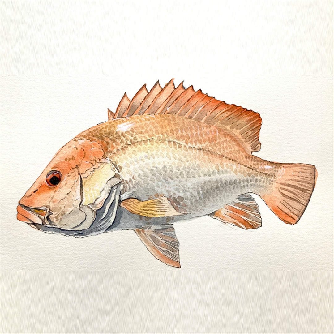'Red Emperor Snapper' fish painting | idus