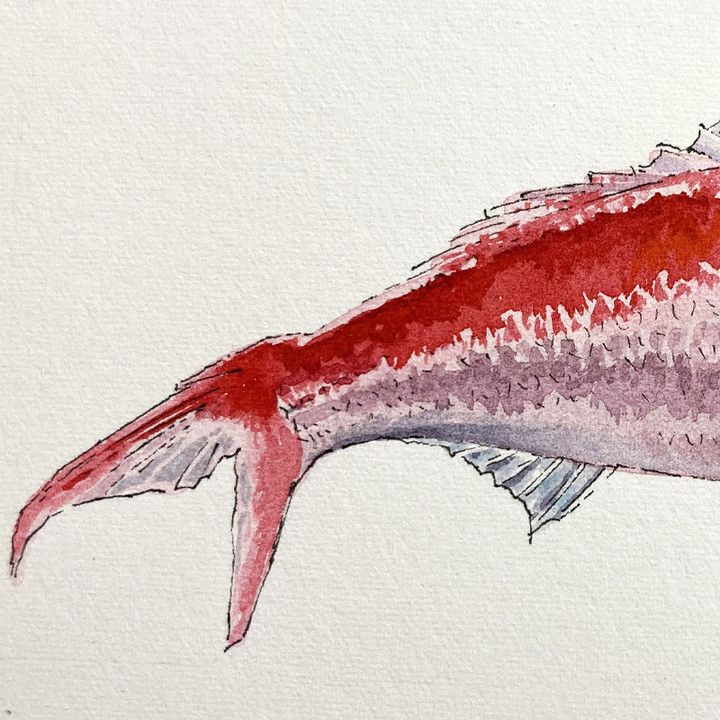 'Queen snapper' painting (원도) | 아이디어스