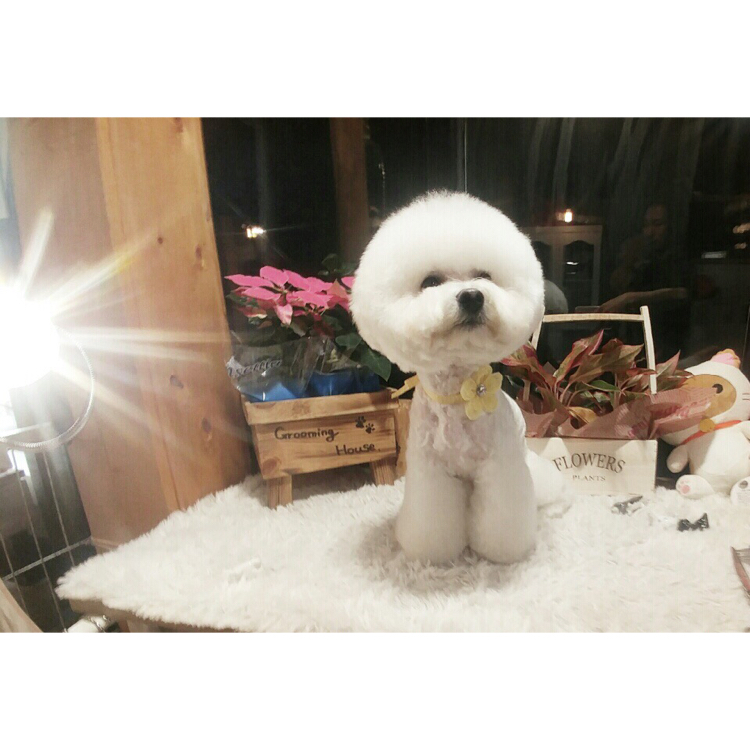 펫츄 PETCHU | 판매중인 작품