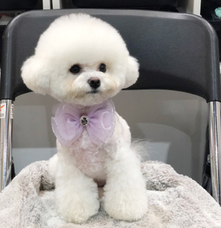 레이스 강아지,고양이보타이(바이올렛) | 아이디어스