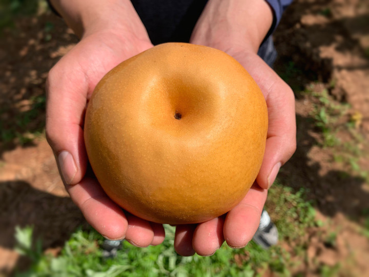 [GAP인증] 가정용 나주배 3kg~15kg | 아이디어스