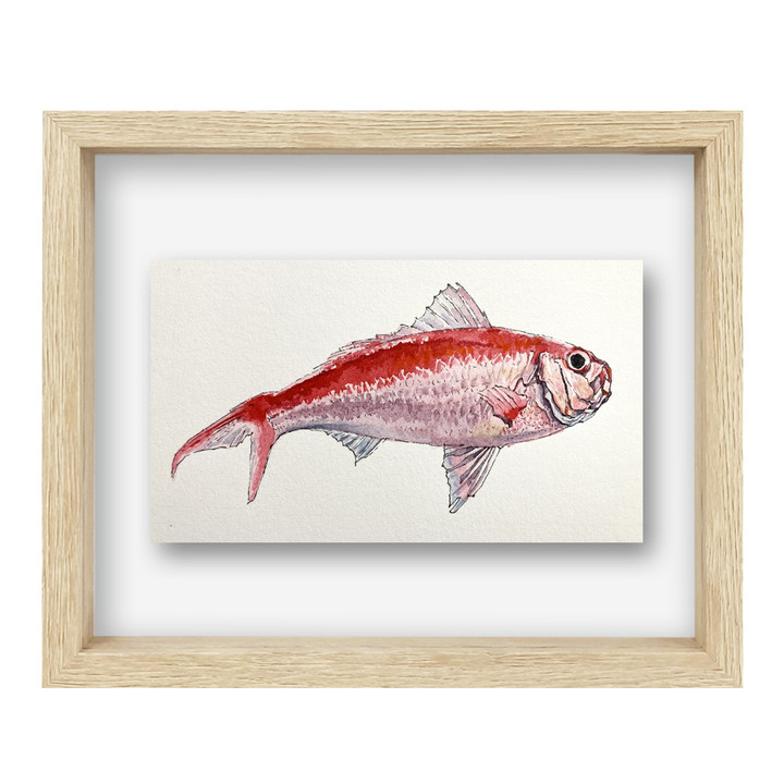 'Queen snapper' painting (원도) | 아이디어스