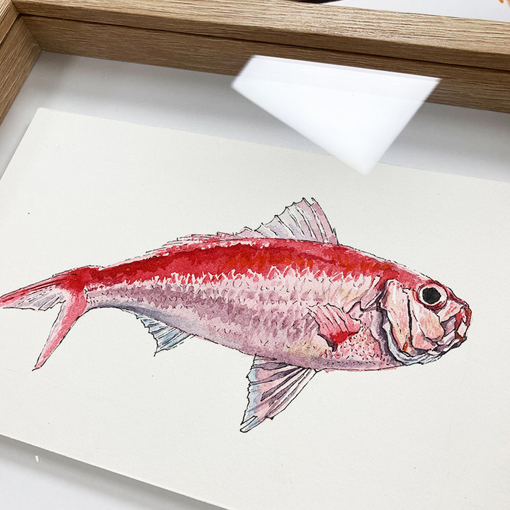 'Queen snapper' painting (원도) | 아이디어스