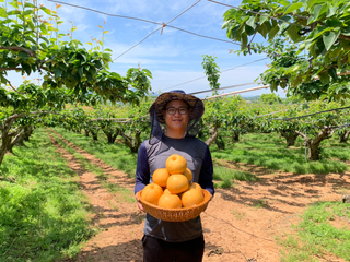 [GAP인증] 가정용 나주배 3kg~15kg | 아이디어스