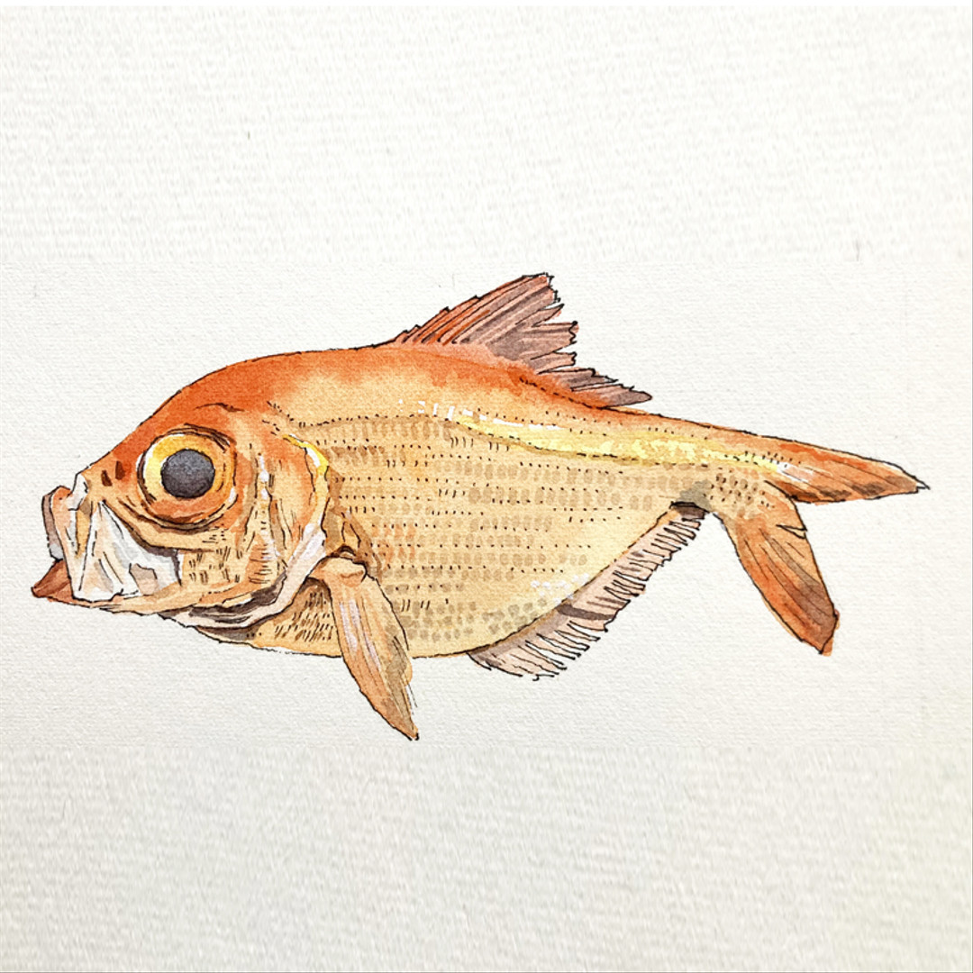 'Alfonsino' fish painting | idus