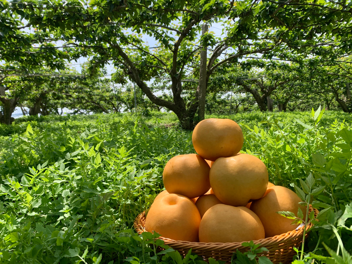 [GAP인증] 가정용 나주배 3kg~15kg | 아이디어스