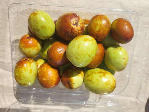 영천산 제철 왕대추 사과대추 생대추 500g 1kg | 아이디어스