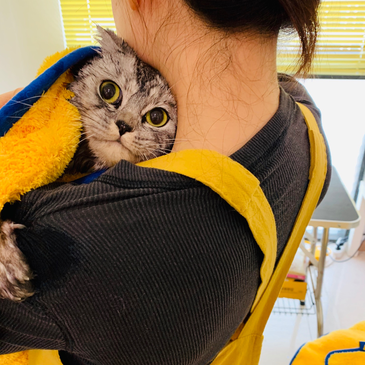 DEWEY CAT CARE | 판매중인 작품