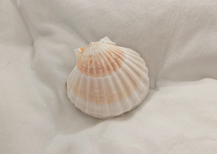 Your Seashell Note | 아이디어스