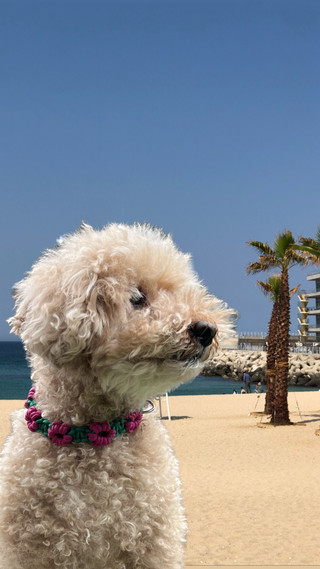 블라썸 플라워 강아지 고양이 꽃 목줄 목걸이 | 아이디어스