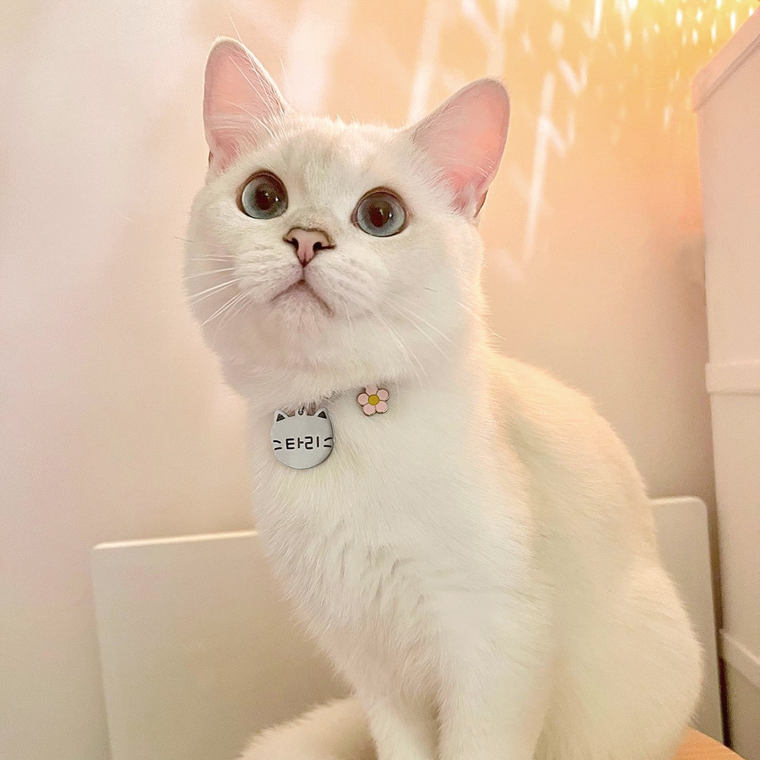 Cat Necklace Identification | idus